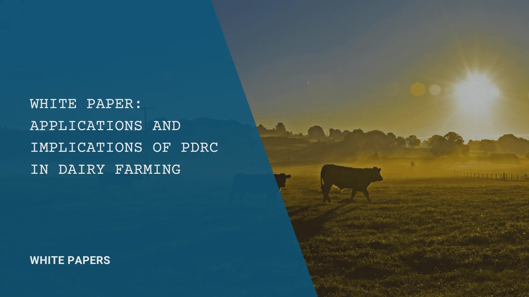 White Paper: Radiative Cooling in Arizona Dairy Farming